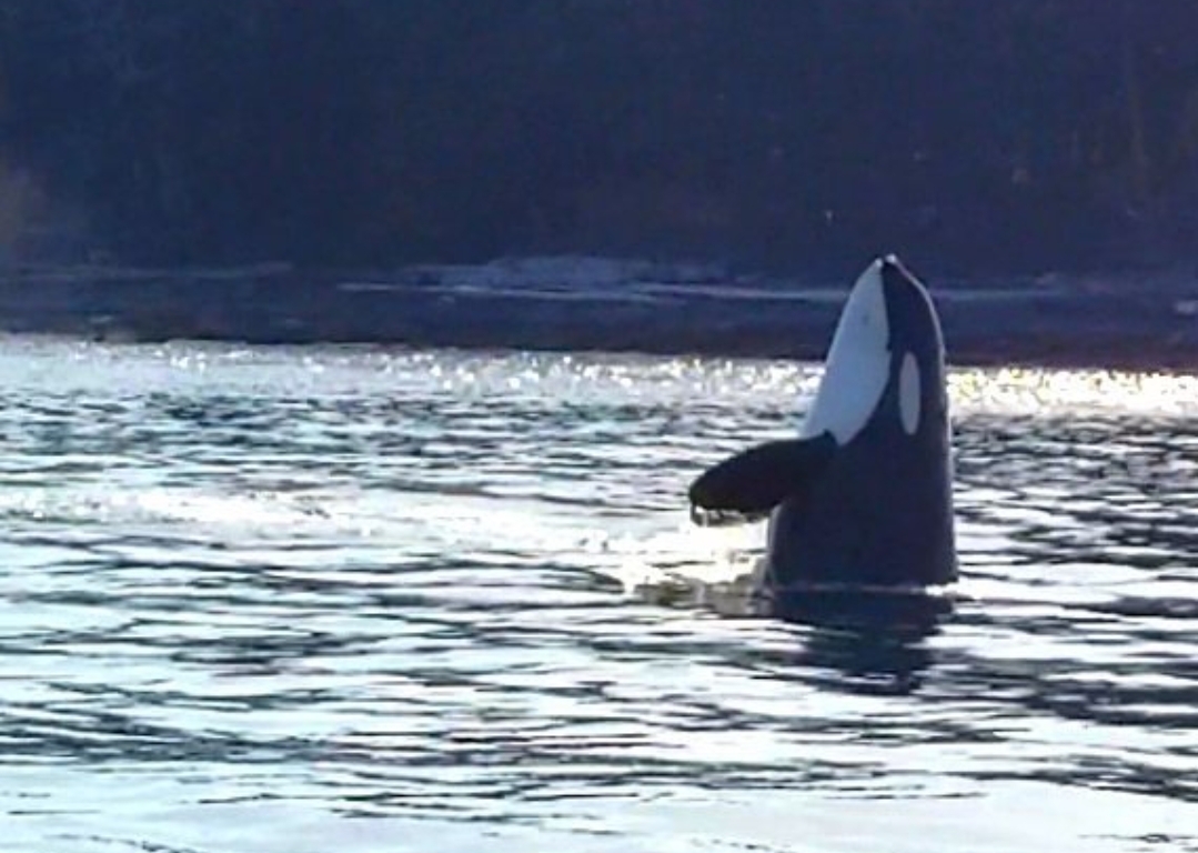 SRKW Survey for 2024 - Fill Out the Survey - Public Fishery Alliance