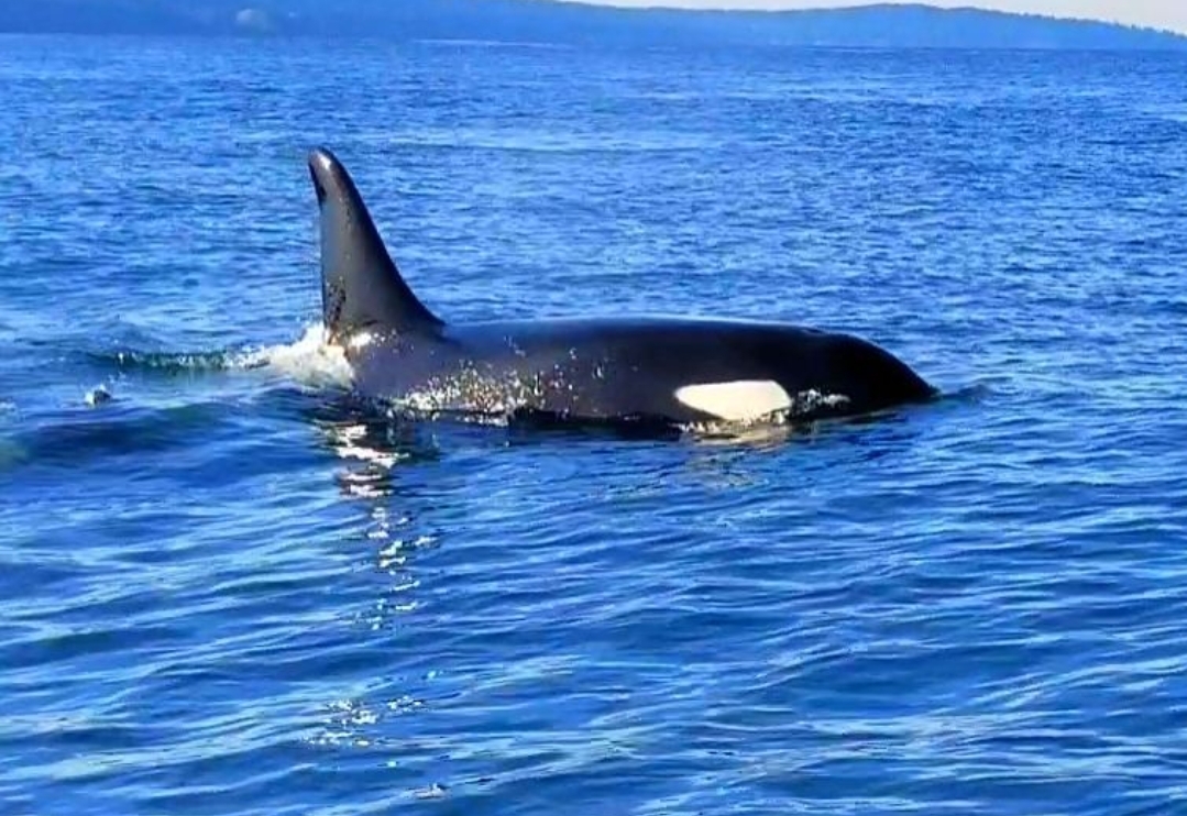 SRKW Survey for 2024 - Fill Out the Survey - Public Fishery Alliance